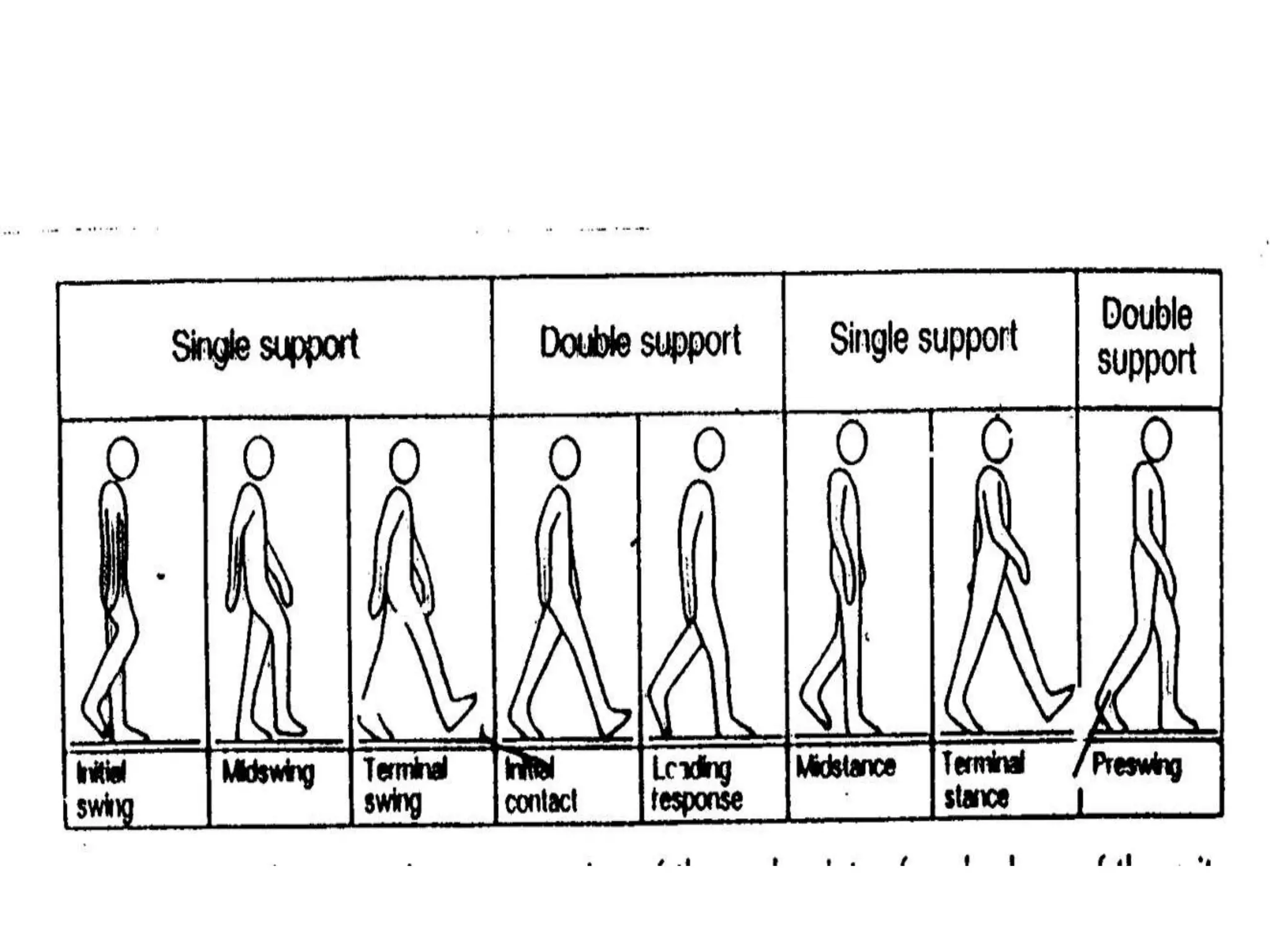 2.The Gait Cycle, Abnormal gait and Examination - Copy (2).pptx