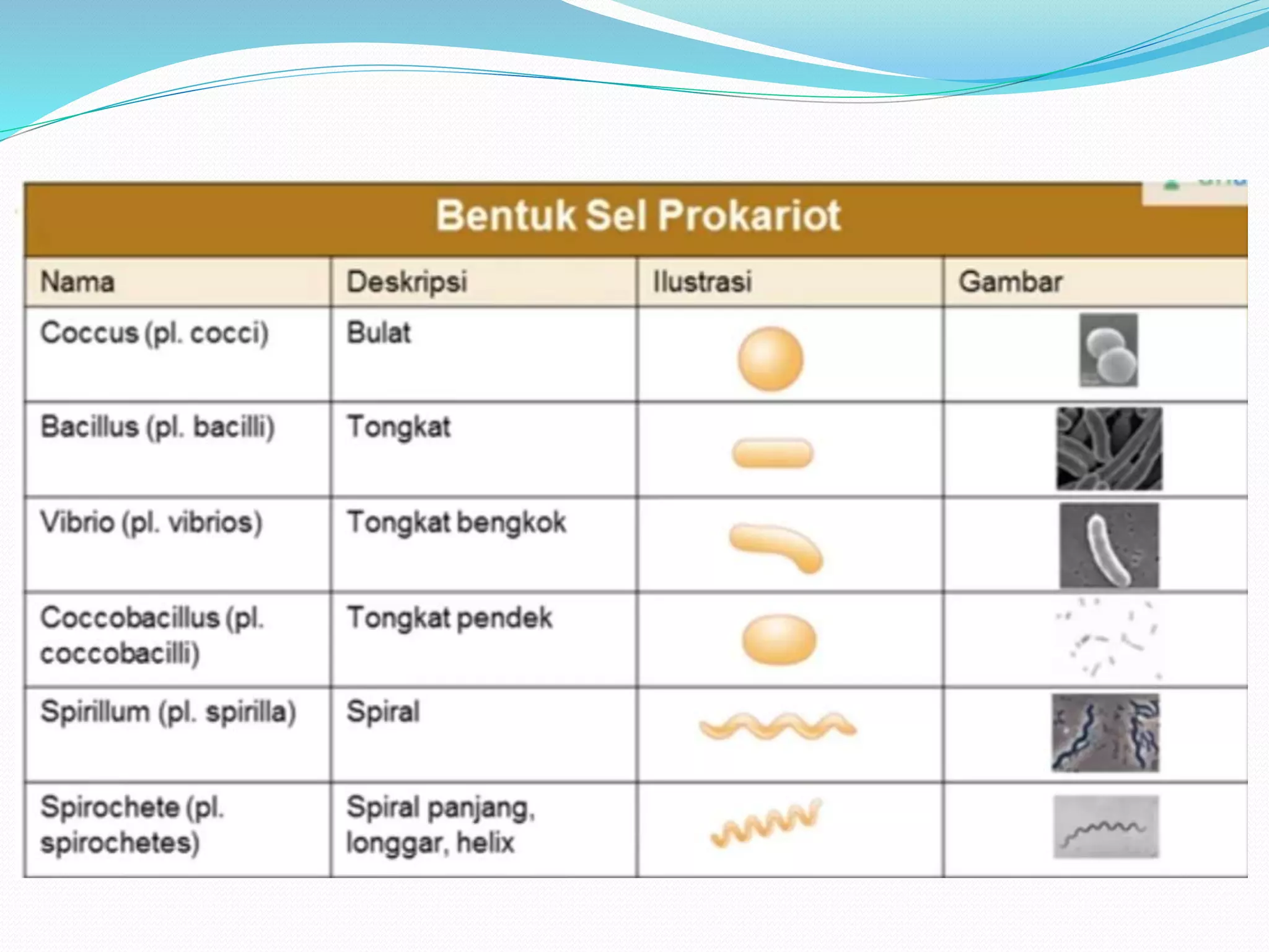 2. SEL PROKARYOT DAN EUKARIOT.pptx