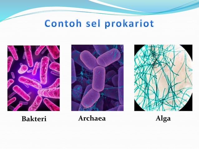 2. SEL PROKARYOT DAN EUKARIOT.pptx