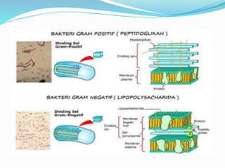 2. SEL PROKARYOT DAN EUKARIOT.pptx