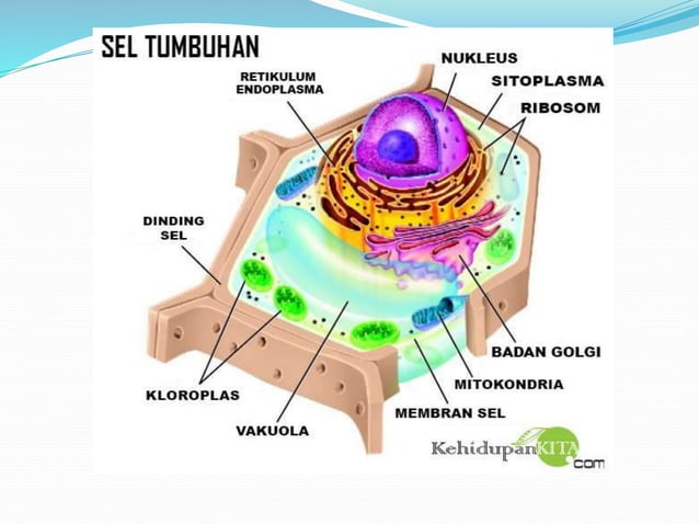 2. SEL PROKARYOT DAN EUKARIOT.pptx