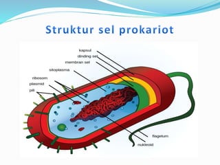 2. SEL PROKARYOT DAN EUKARIOT.pptx
