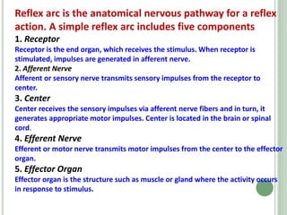 2.Reflex Activity.ppt