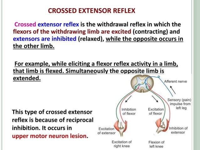 2.Reflex Activity.ppt