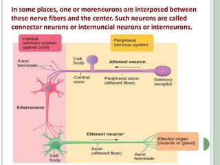 2.Reflex Activity.ppt