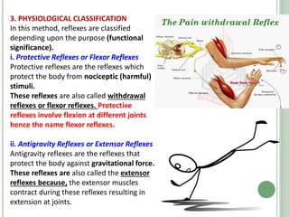 2.Reflex Activity.ppt