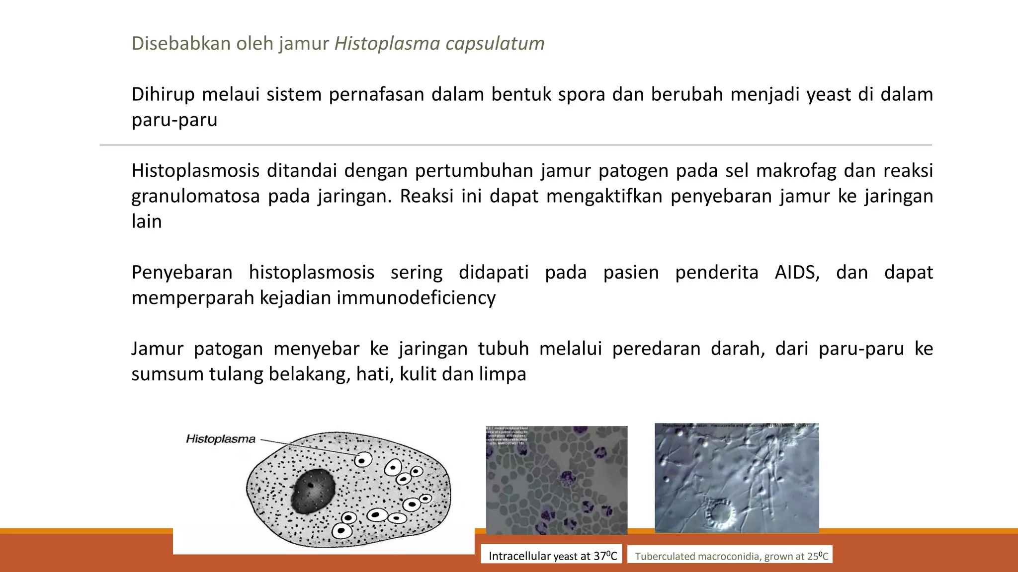 2. Endemik Mycoses.pdf