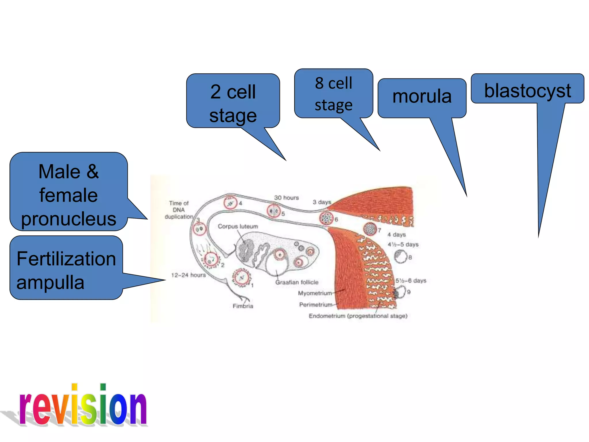 2. Embryology Chapter 3.pptx