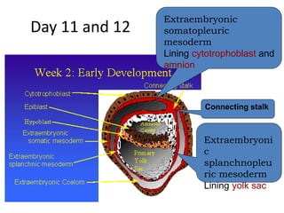 2. Embryology Chapter 3.pptx