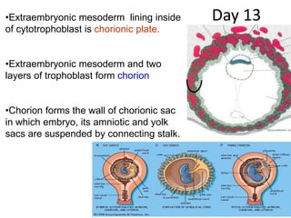 2. Embryology Chapter 3.pptx