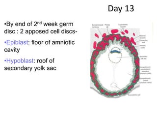 2. Embryology Chapter 3.pptx