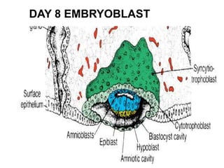 2. Embryology Chapter 3.pptx