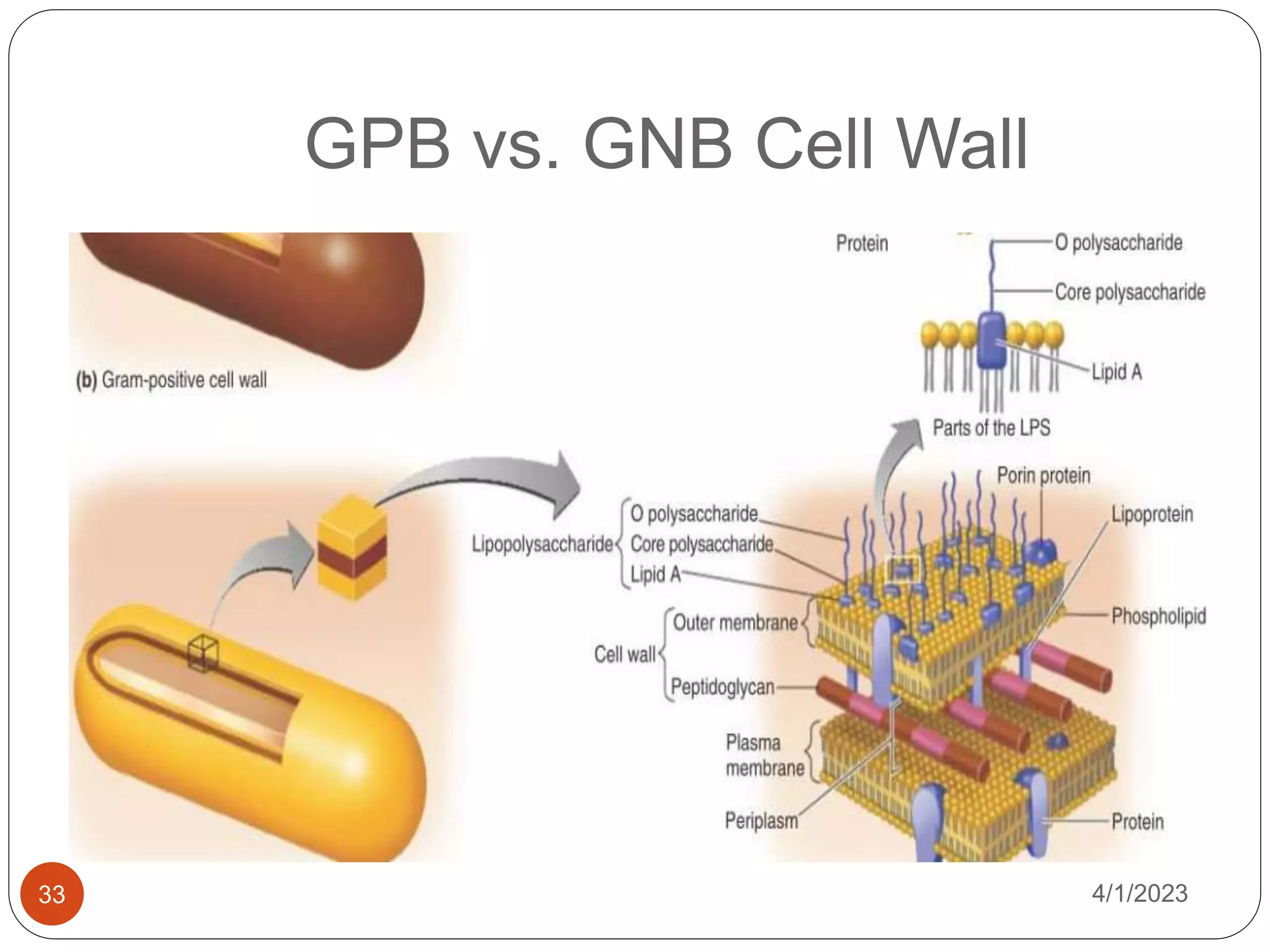 2. Prokaryotic and Eukaryotic cell structure.pptx