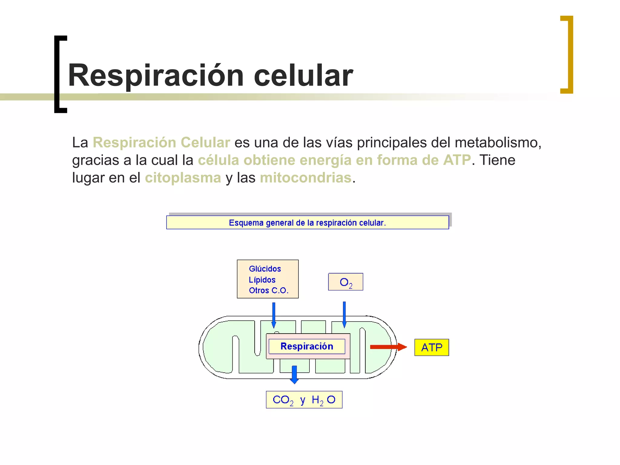 2. Respiración celular 2023 | PPT