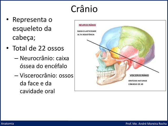 2. Ossos o Crânio.pptx
