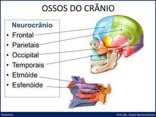 2. Ossos o Crânio.pptx