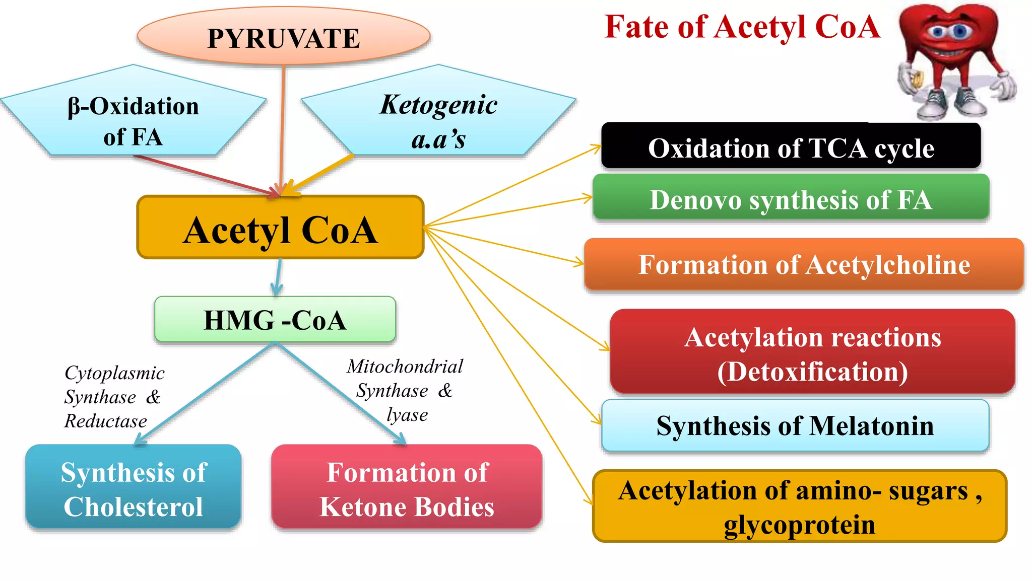 2. TCA cycle and fate of pyruvate & acetyl CoA.pptx