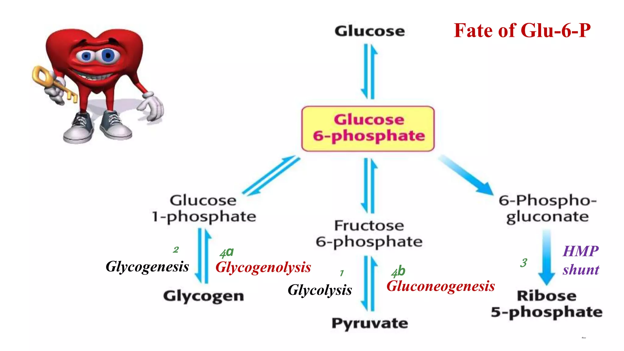 2. TCA cycle and fate of pyruvate & acetyl CoA.pptx