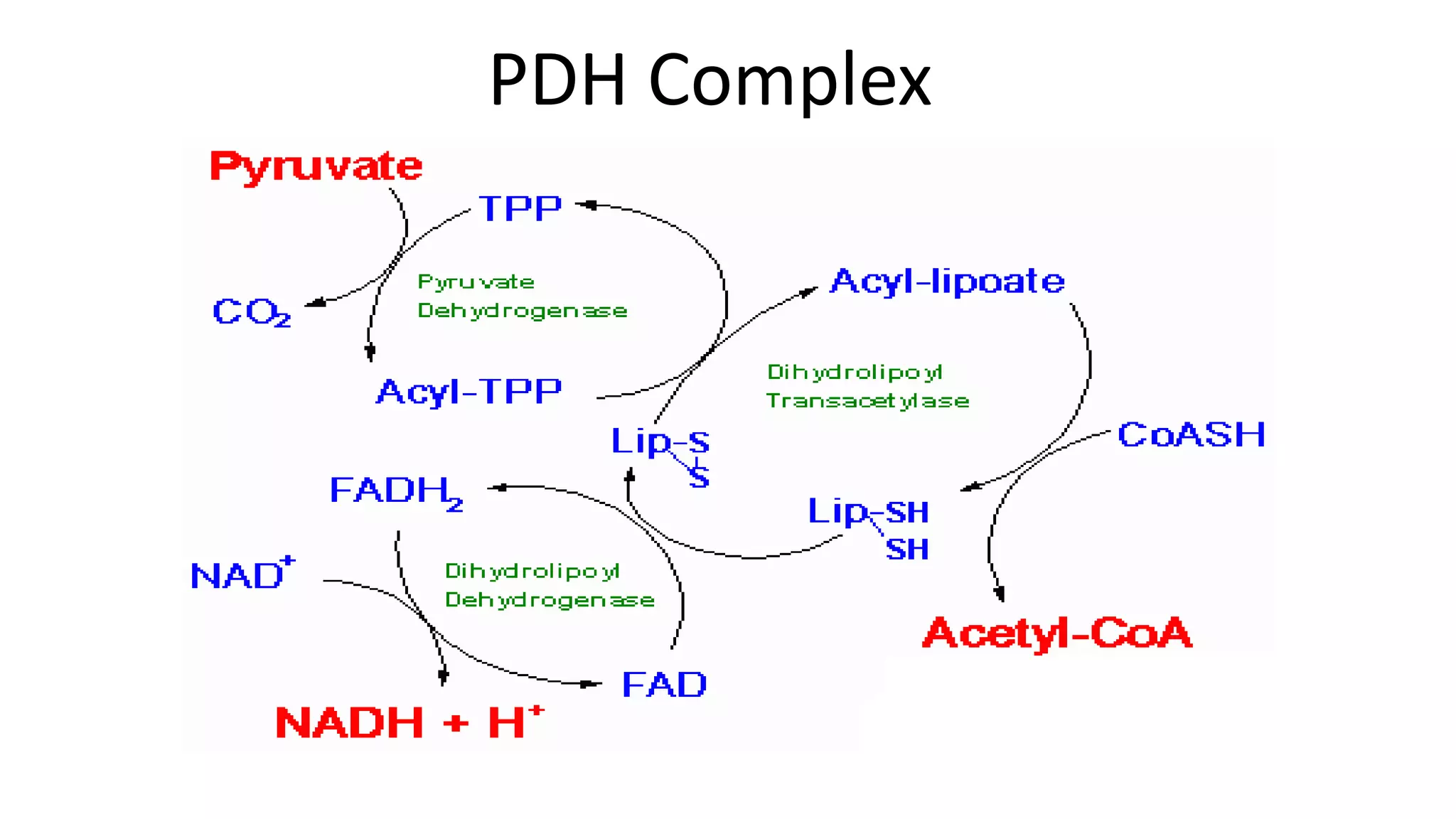 2. TCA cycle and fate of pyruvate & acetyl CoA.pptx