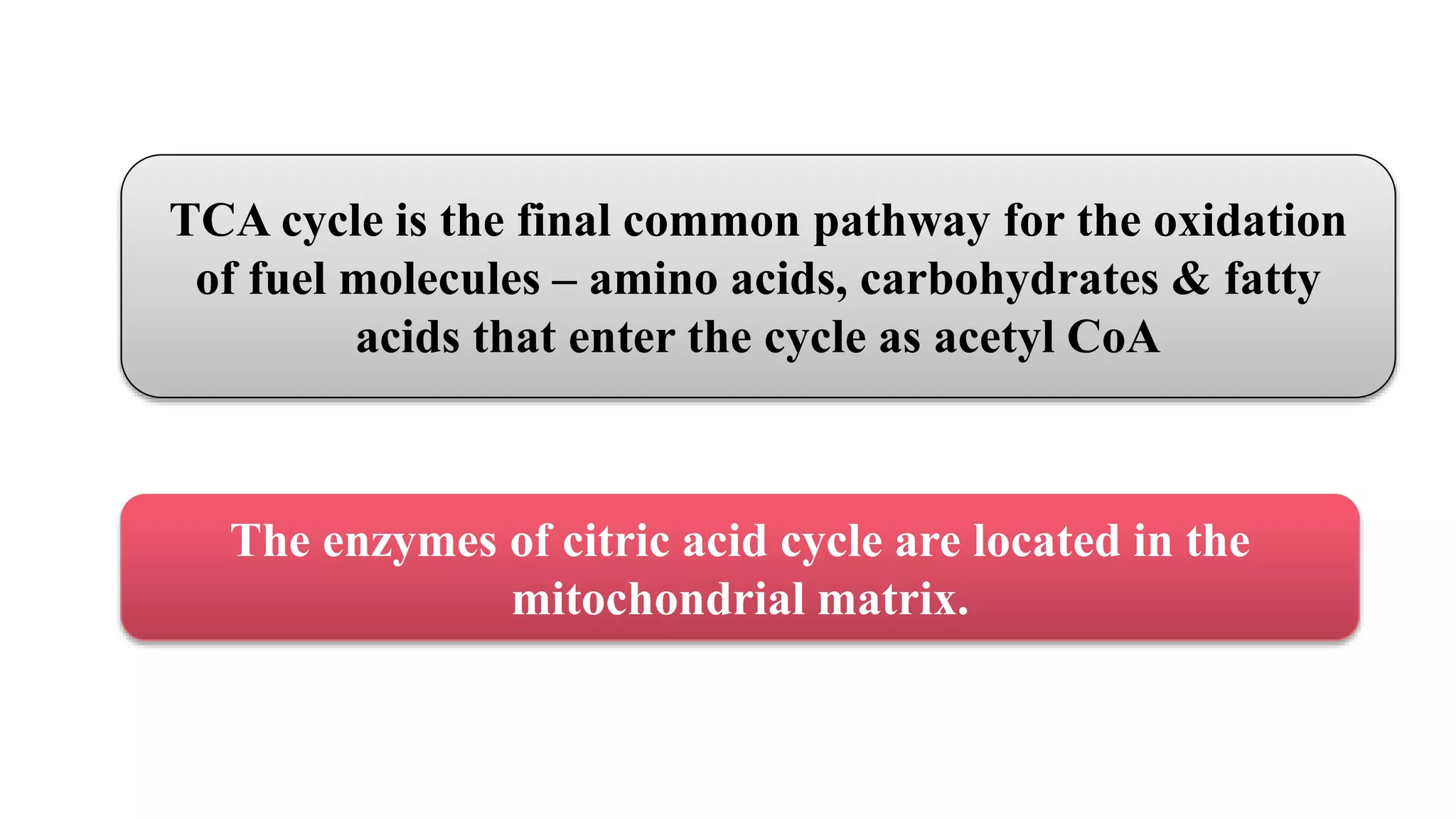 2. TCA cycle and fate of pyruvate & acetyl CoA.pptx