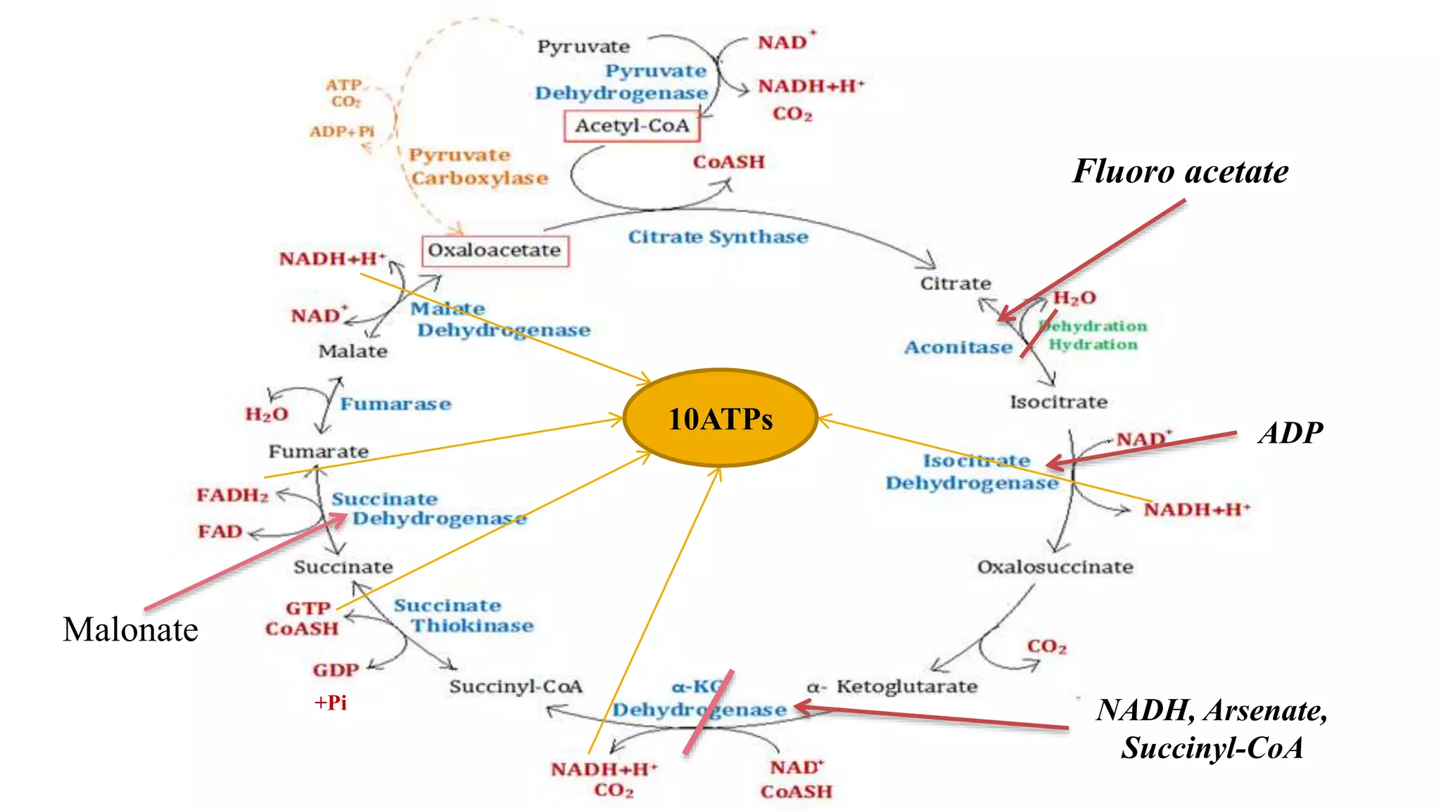 2. TCA cycle and fate of pyruvate & acetyl CoA.pptx