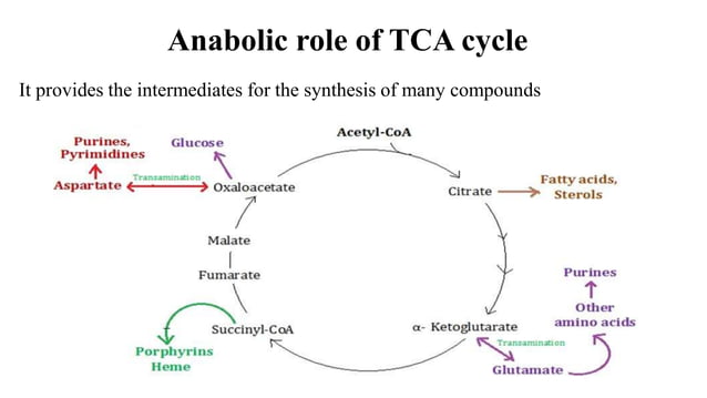 2. TCA cycle and fate of pyruvate & acetyl CoA.pptx