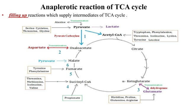 2. TCA cycle and fate of pyruvate & acetyl CoA.pptx