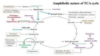 2. TCA cycle and fate of pyruvate & acetyl CoA.pptx