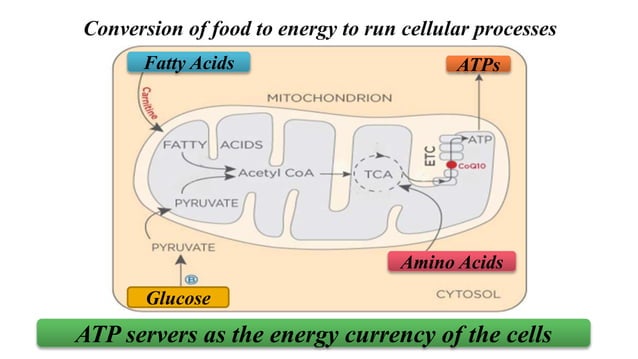 2. TCA cycle and fate of pyruvate & acetyl CoA.pptx