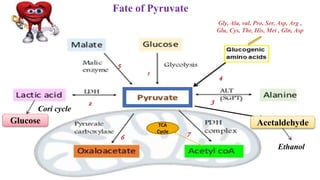 2. TCA cycle and fate of pyruvate & acetyl CoA.pptx