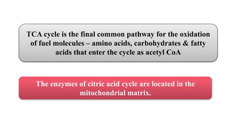 2. TCA cycle and fate of pyruvate & acetyl CoA.pptx