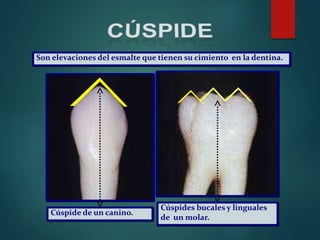 2. ELEMENTOS ARQUITECTONICOS DE LOS DIENTES (1).pptx