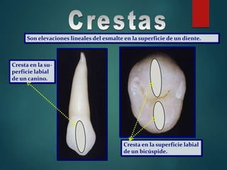 2. ELEMENTOS ARQUITECTONICOS DE LOS DIENTES (1).pptx