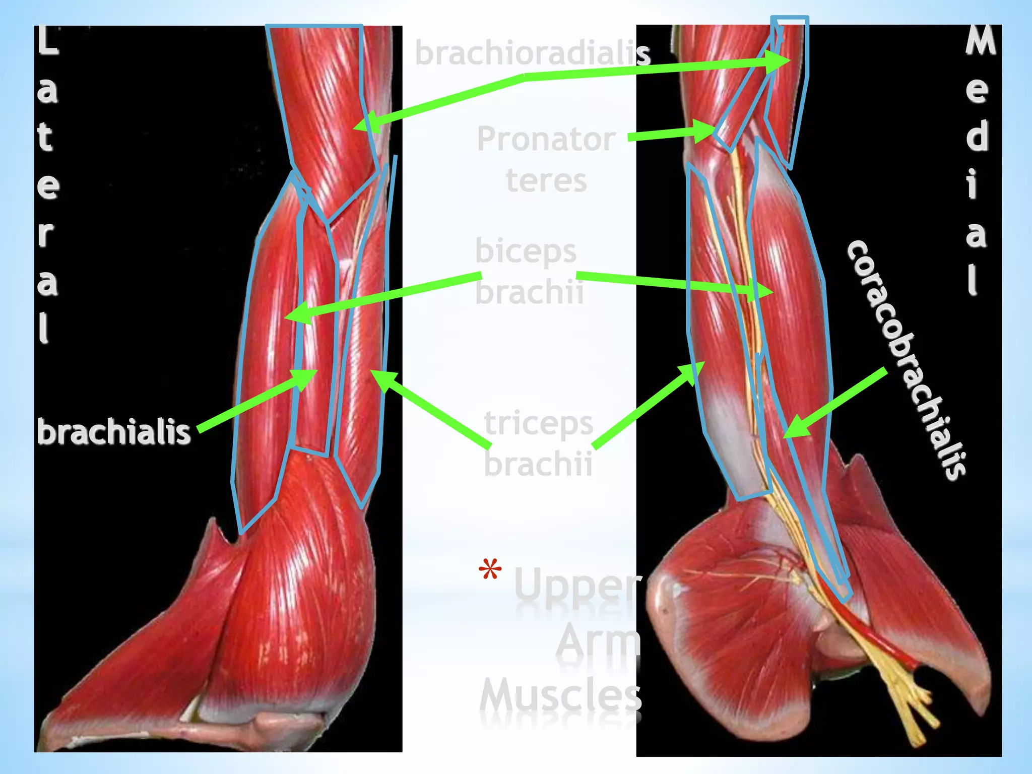 2. anatomy.pptx