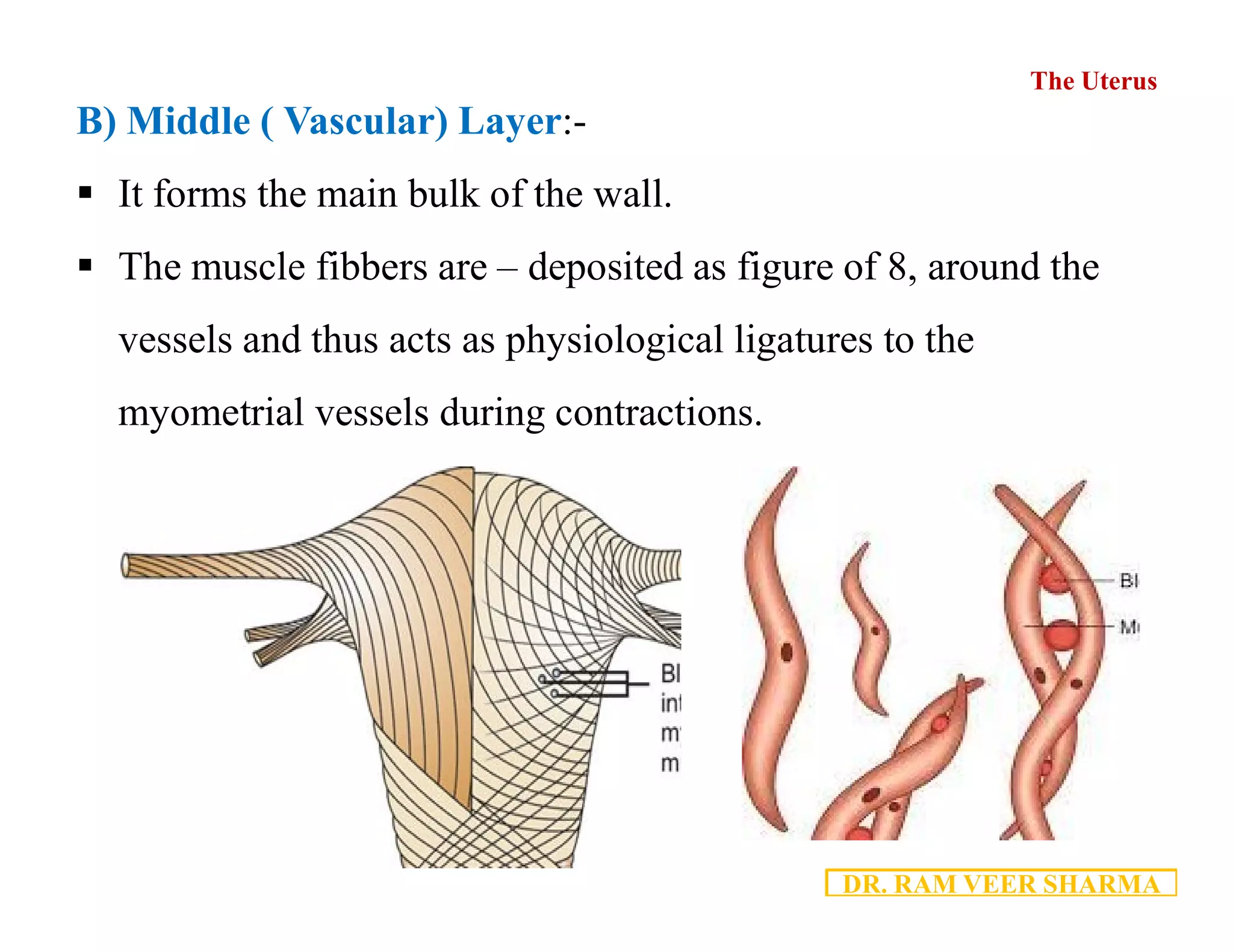 2.4 - Uterus Anatomy PDF.pdf