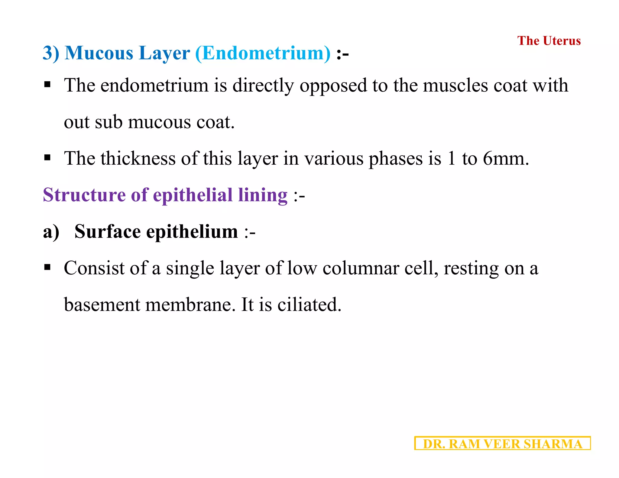 2.4 - Uterus Anatomy PDF.pdf