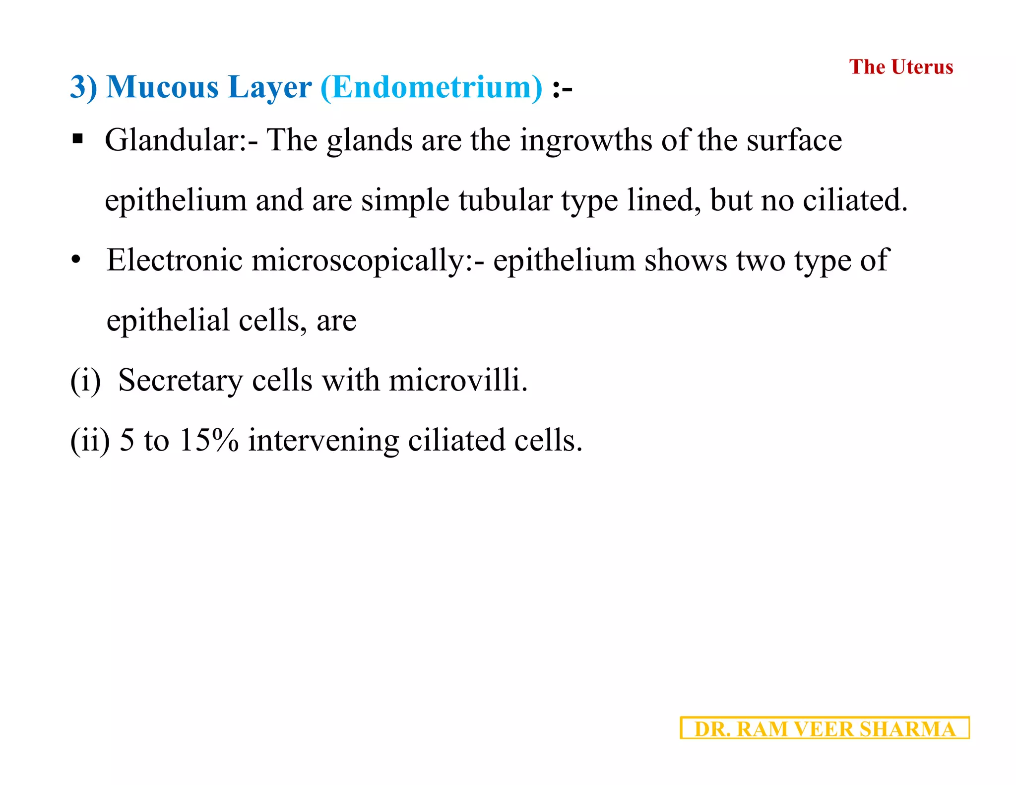 2.4 - Uterus Anatomy PDF.pdf