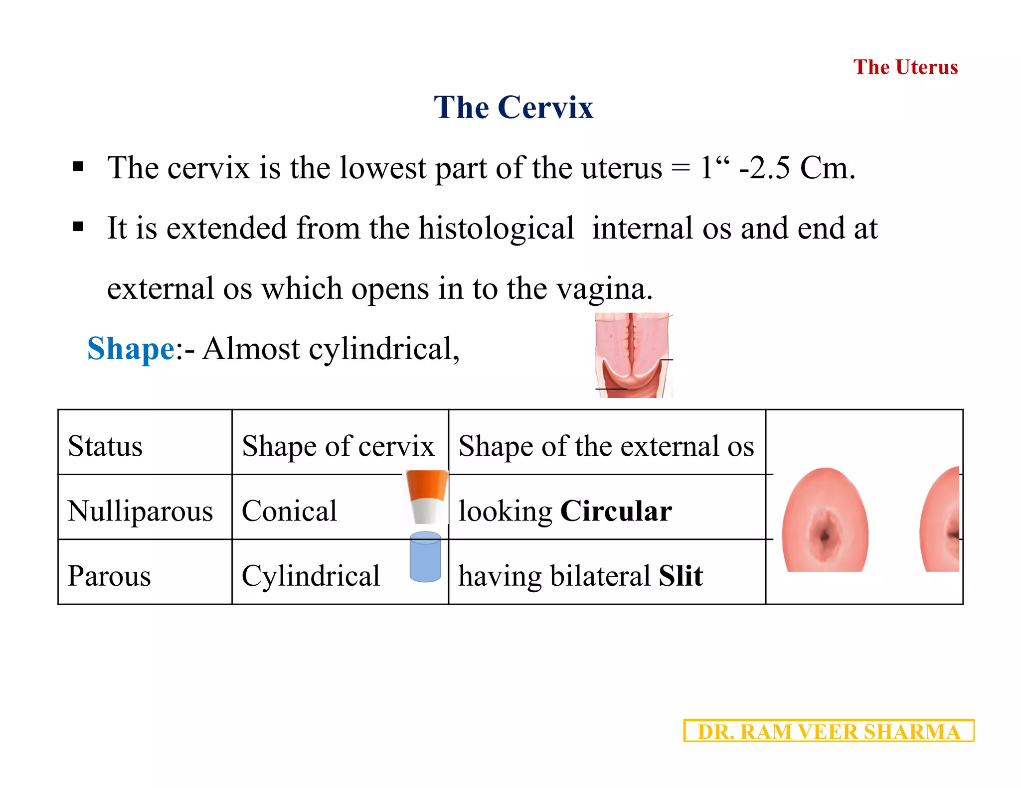 2.4 - Uterus Anatomy PDF.pdf