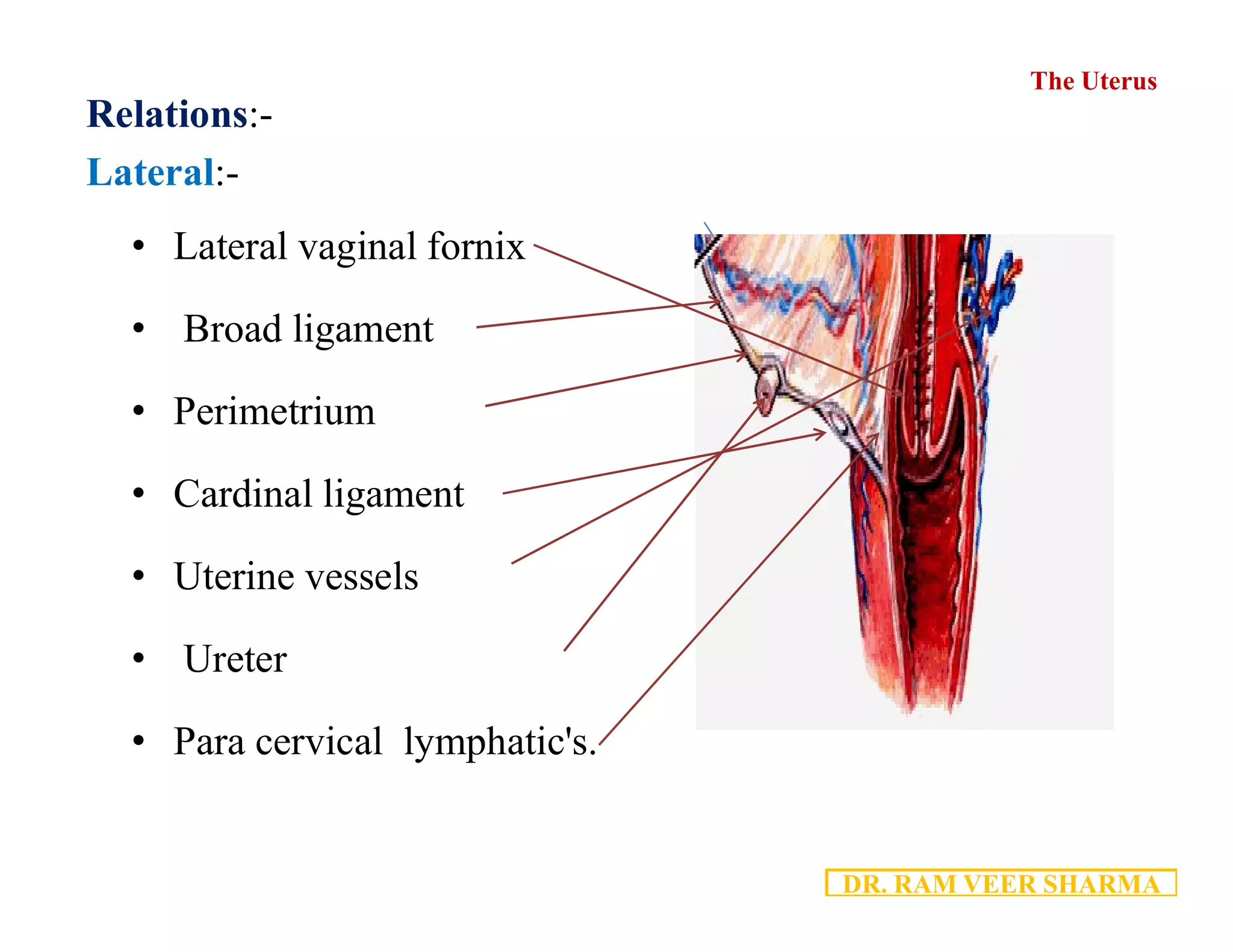 2.4 - Uterus Anatomy PDF.pdf