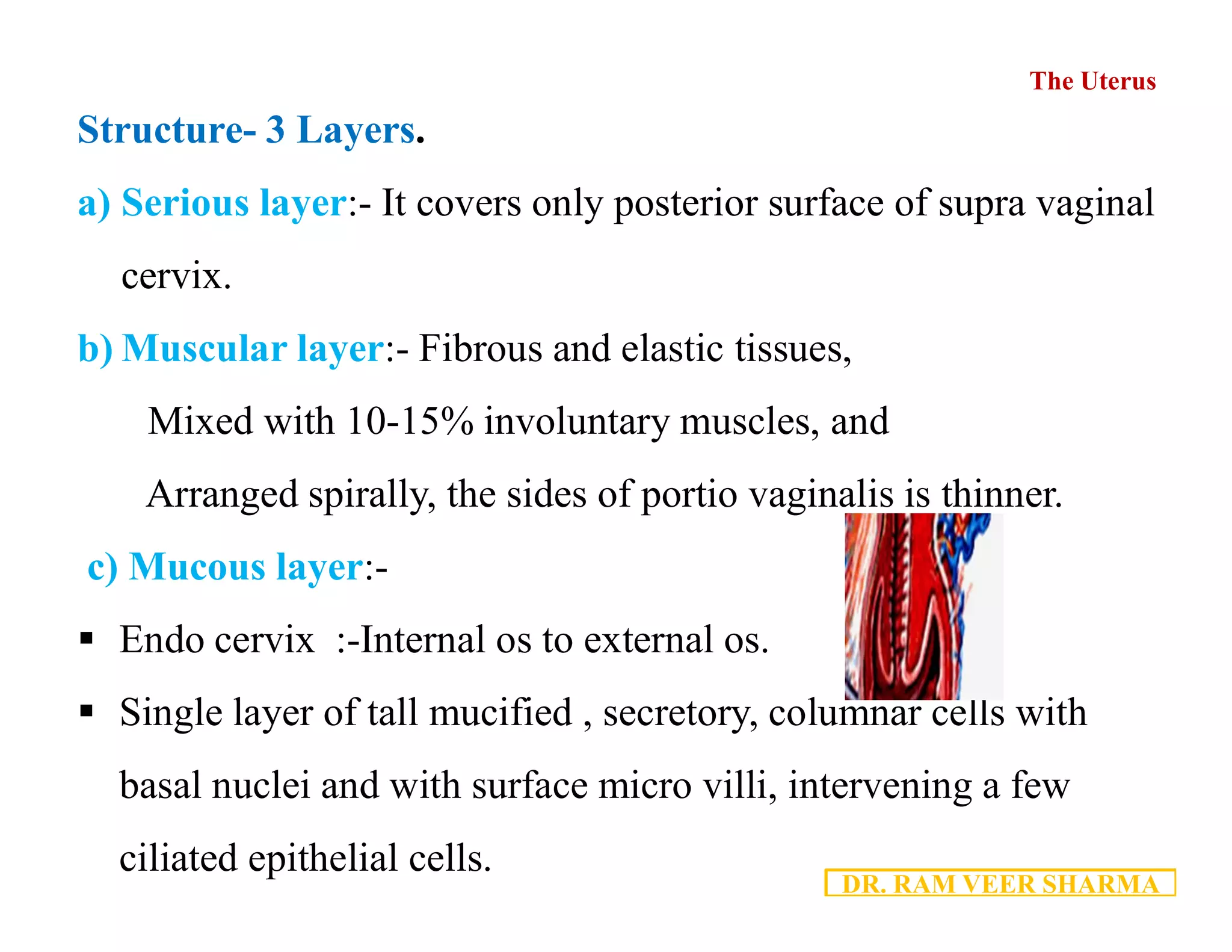 2.4 - Uterus Anatomy PDF.pdf
