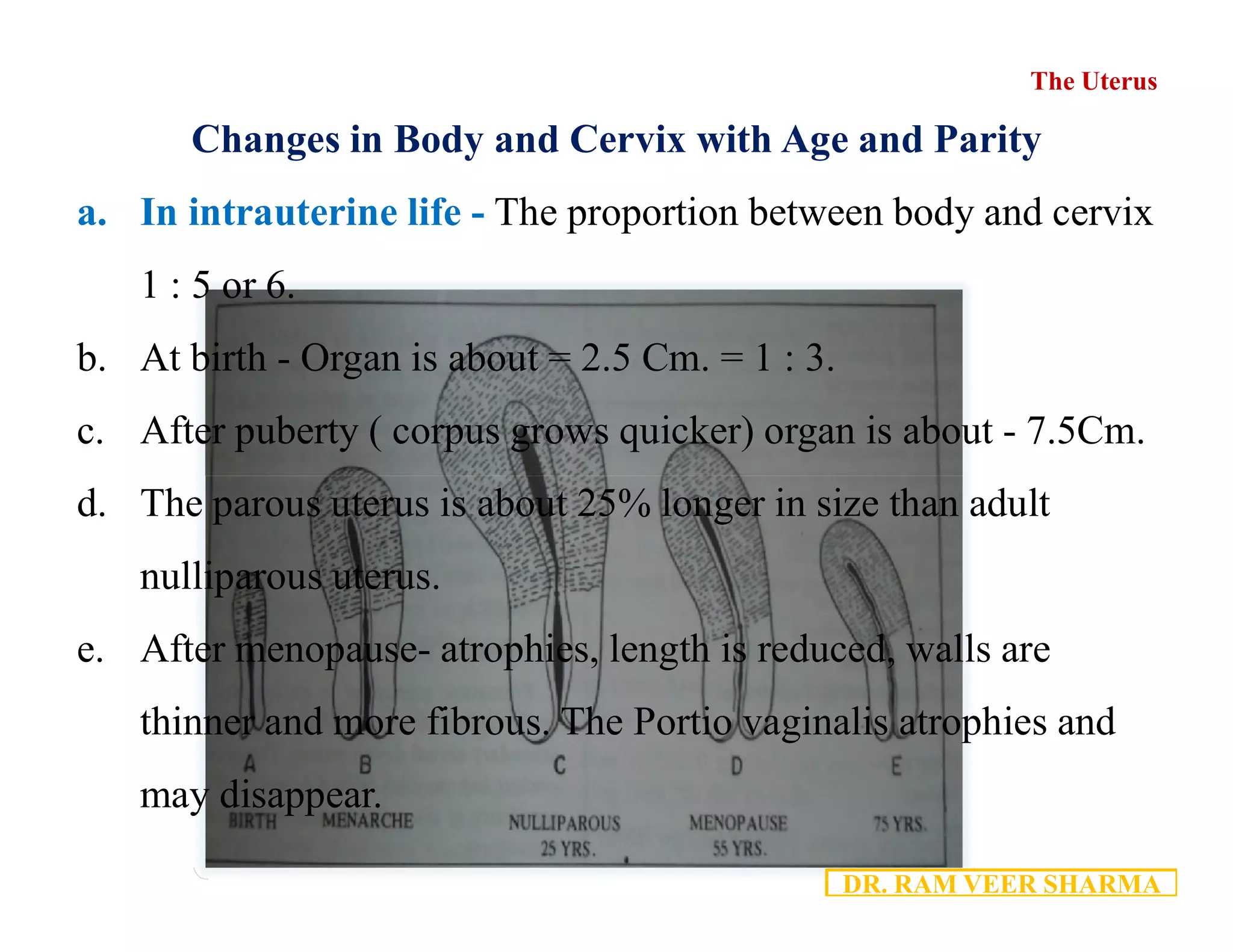 2.4 - Uterus Anatomy PDF.pdf