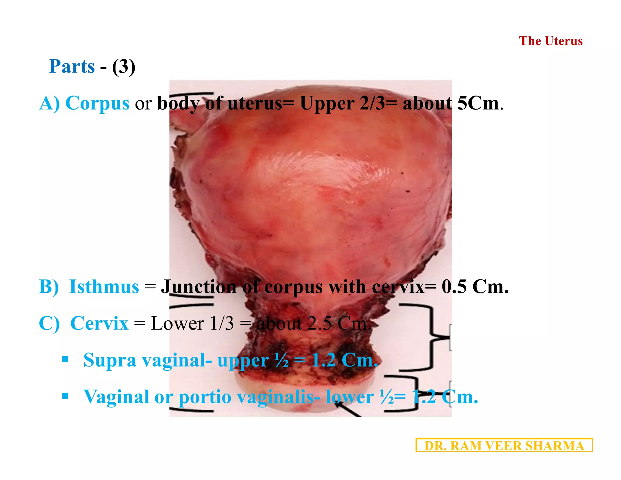 2.4 - Uterus Anatomy PDF.pdf