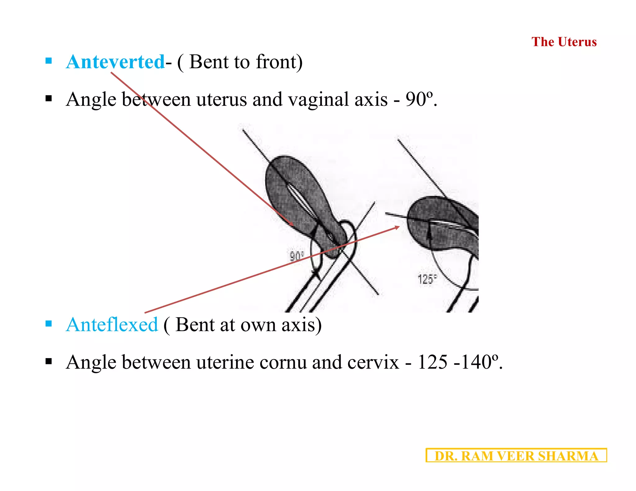 2.4 - Uterus Anatomy PDF.pdf