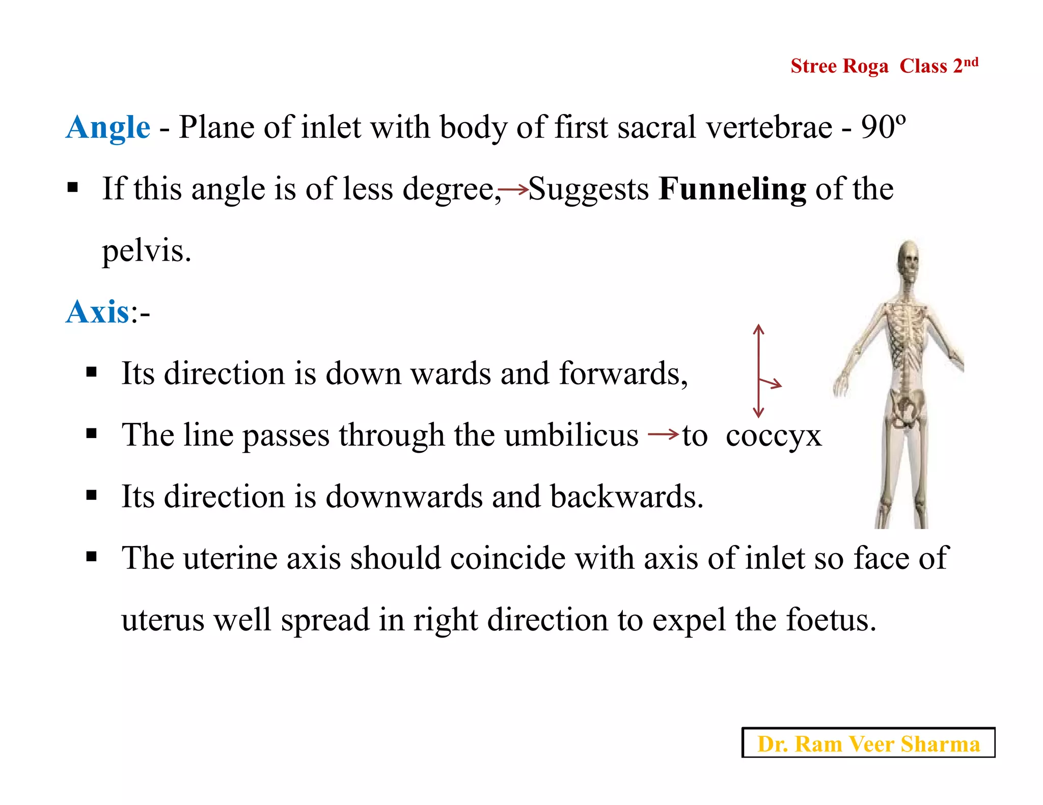 2.1 - The Pelvis PDF.pdf