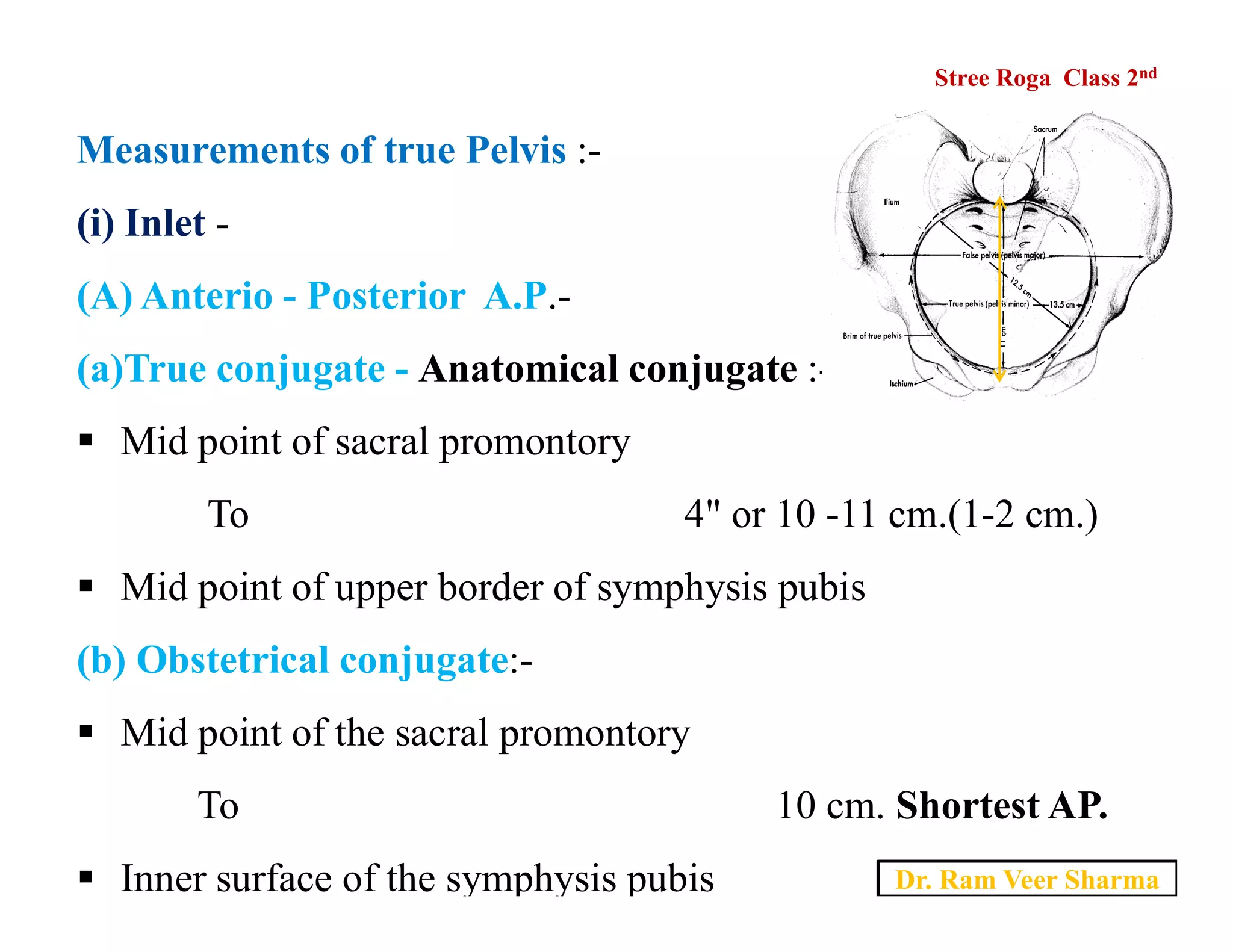 2.1 - The Pelvis PDF.pdf