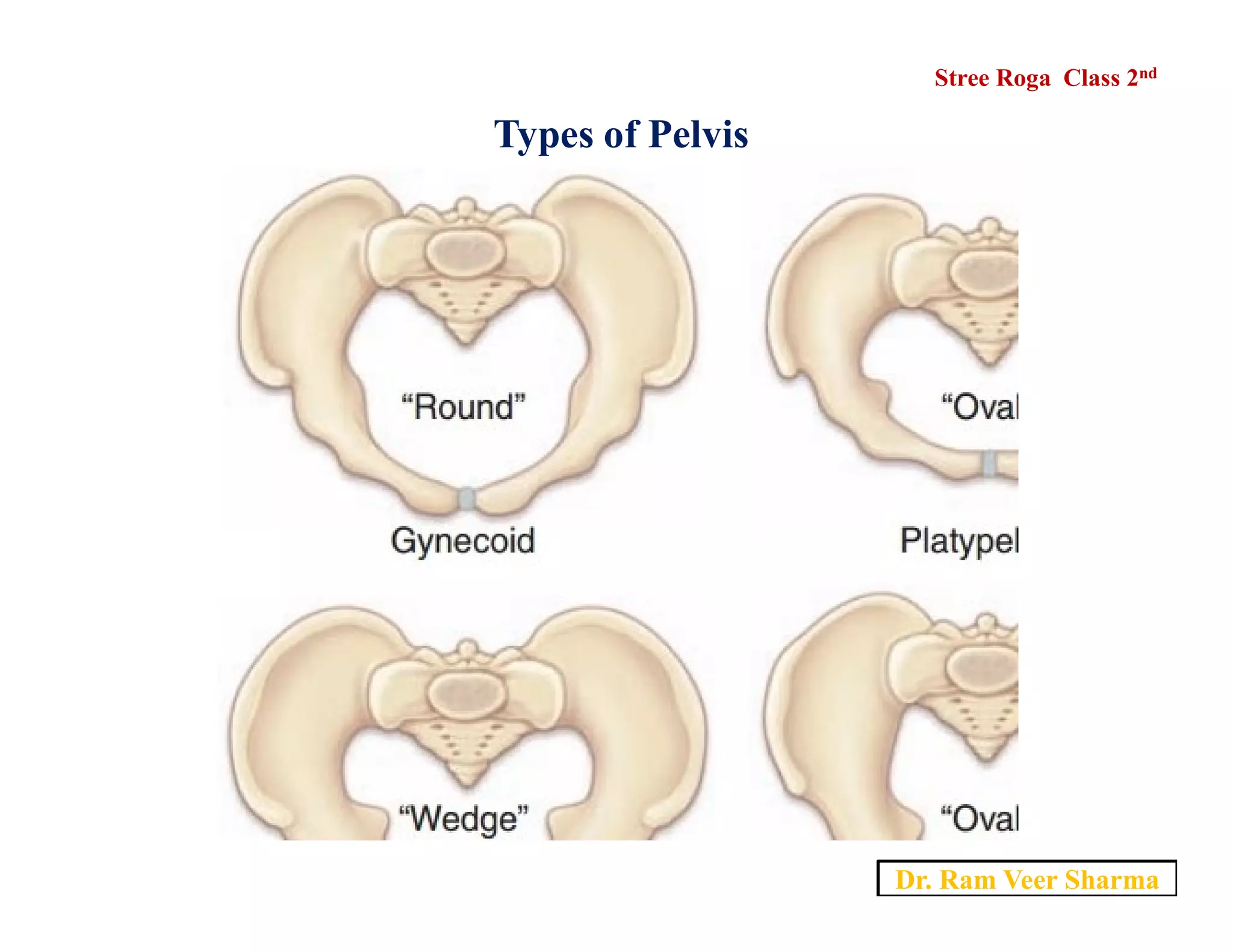2.1 - The Pelvis PDF.pdf