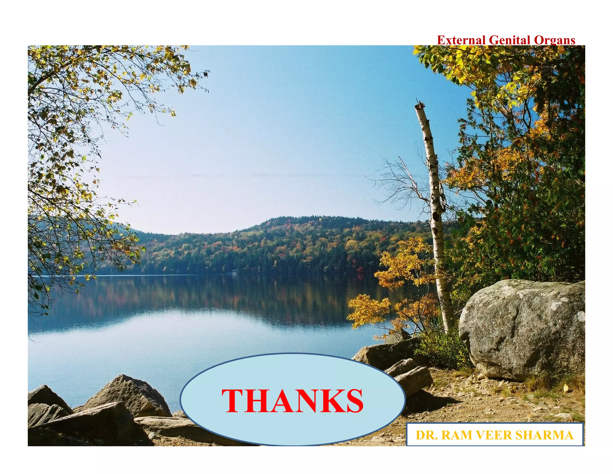 2.2 - External Genital Organs PPF.pdf