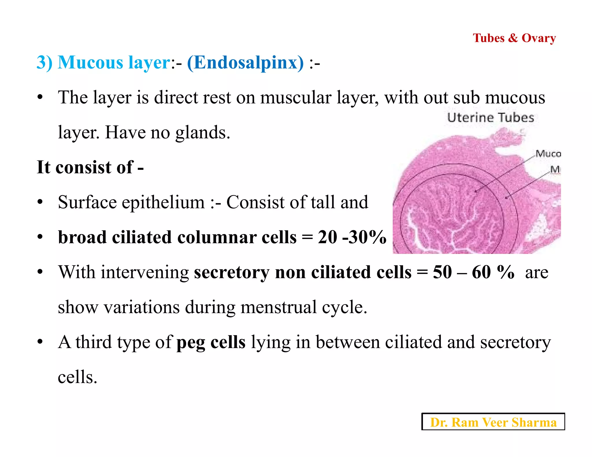 2.5 - Tube & Ovary PDF.pdf