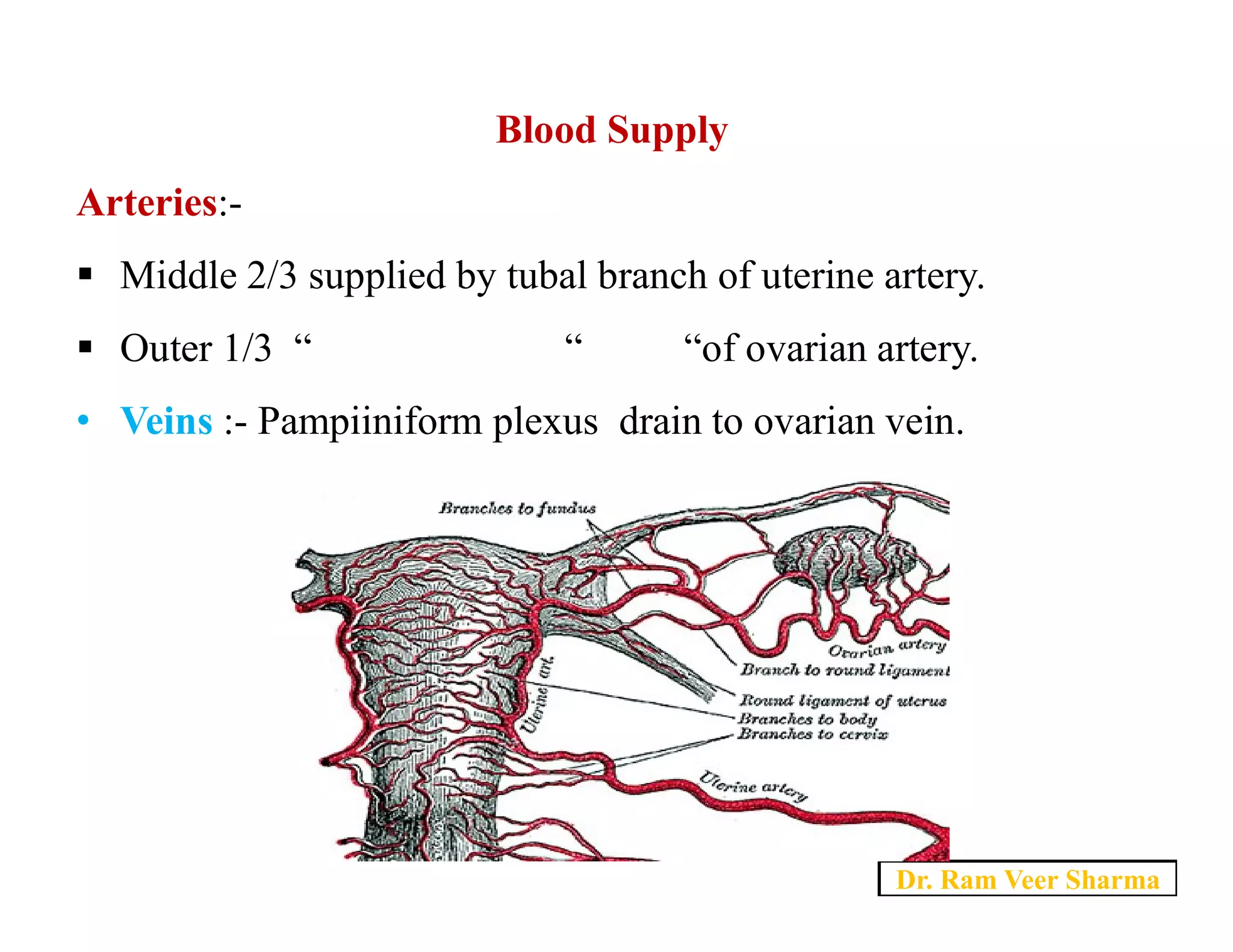 2.5 - Tube & Ovary PDF.pdf