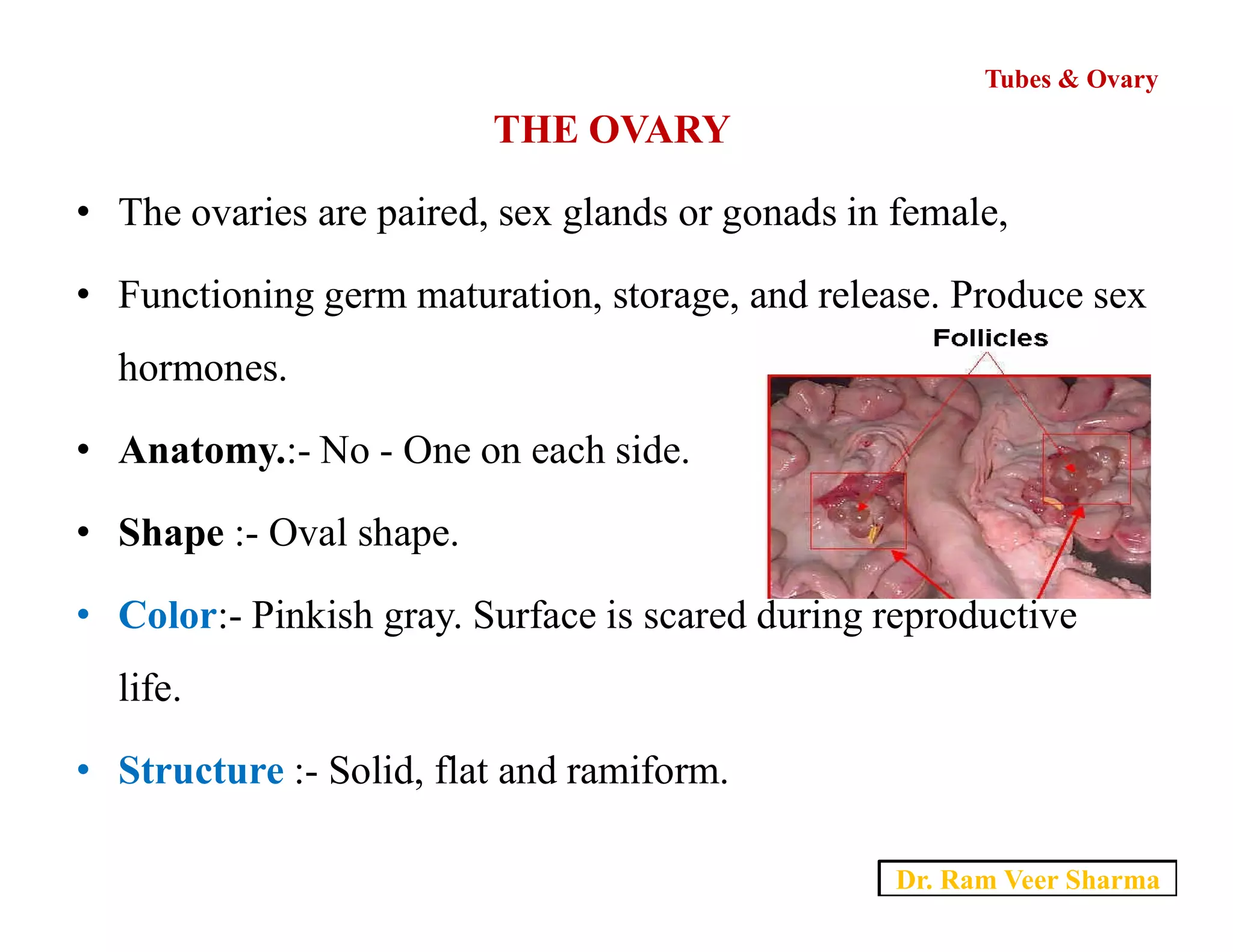 2.5 - Tube & Ovary PDF.pdf